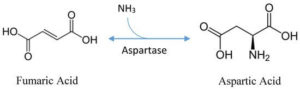 Aspartic Acid (Aspartate)- Definition, Structure, Properties ...