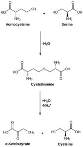 Cysteine- Definition, Structure, Properties, Biosynthesis, Uses