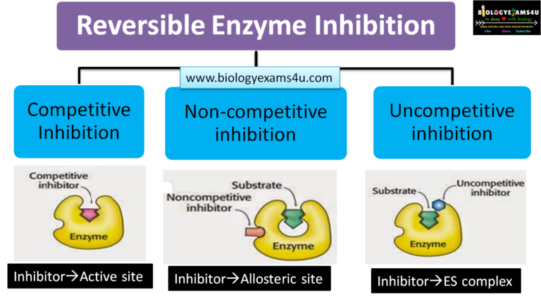 Enzymes- Definition, Classification, Action, Inhibition, Functions