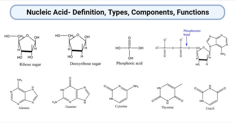 Nucleic Acids Definition Types Components Functions