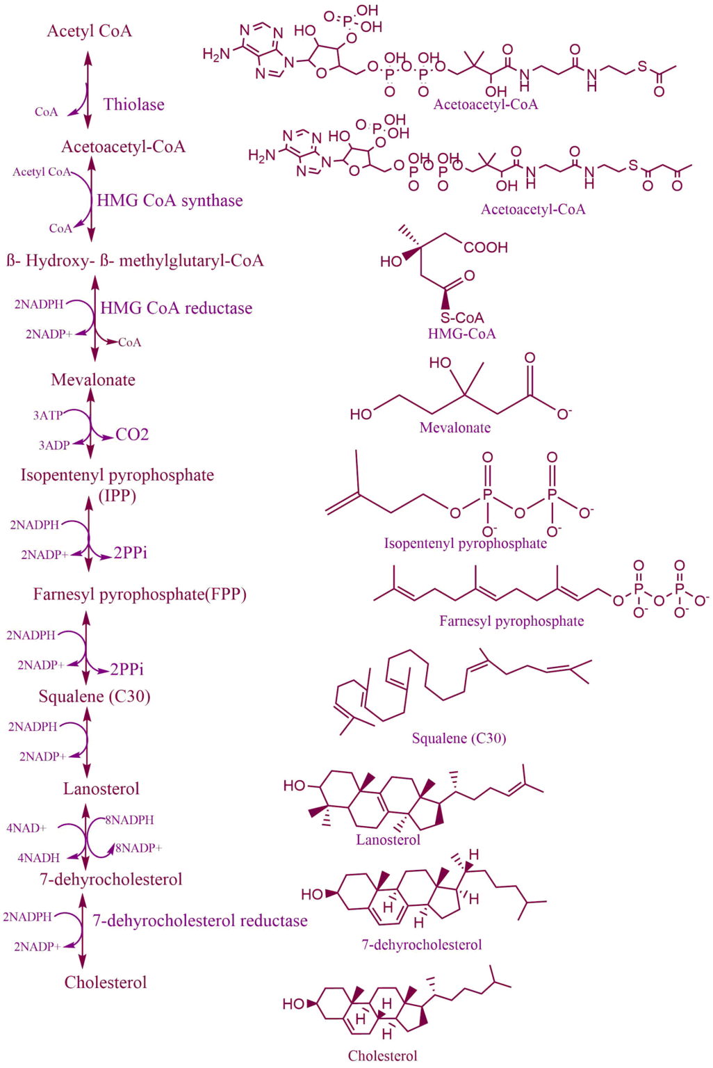 Biosynthesis of cholesterol and its function