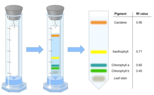 Paper Chromatography