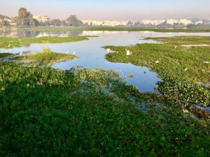 Eutrophication: Causes, Classification, Impacts, Process