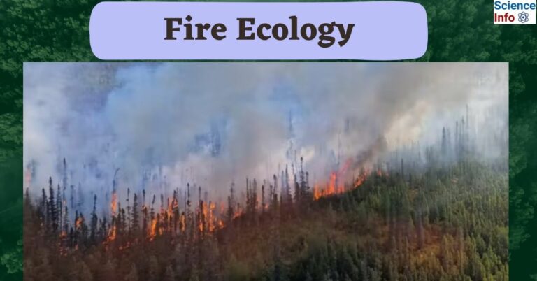 Fire Ecology: Cause, Benefits, Disadvantages