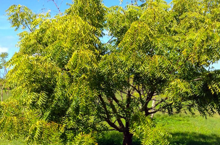 Neem (Azadirachta indica): A Detailed Information