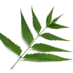 Neem (Azadirachta indica): A Detailed Information