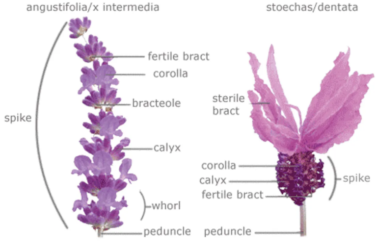 Lavender (Lavandula angustifolia): A Complete Guide