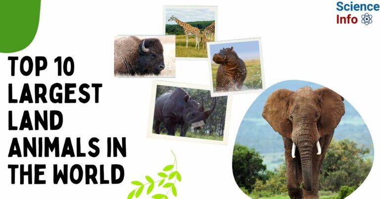 Top 10 Largest Land Animals in the World
