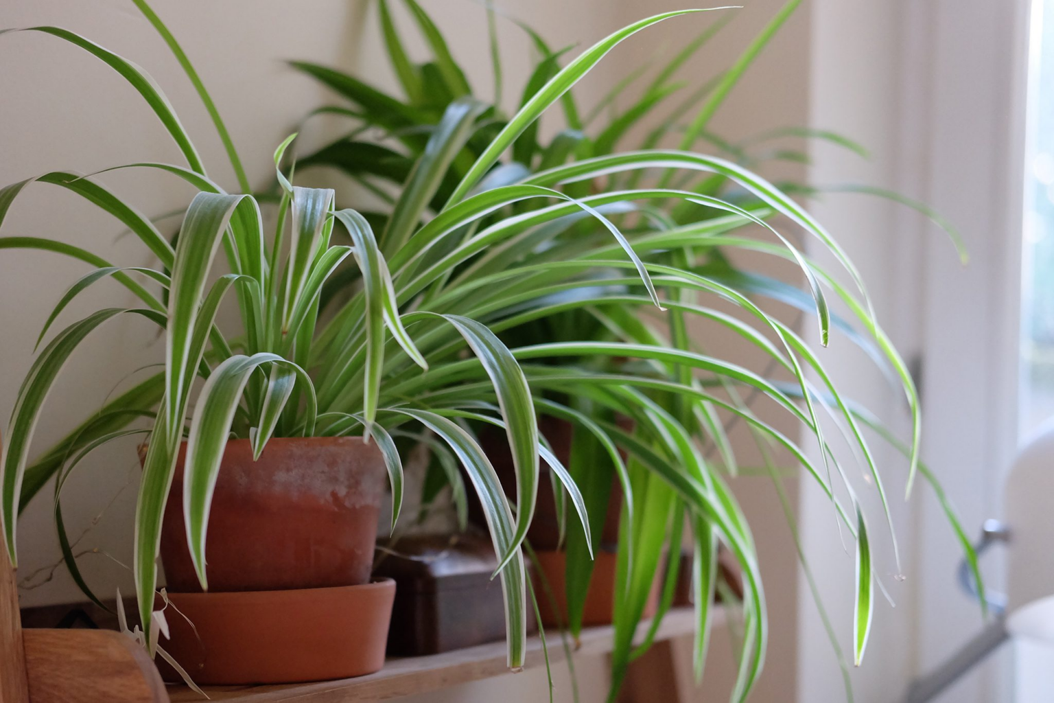 Spider plant (Chlorophytum comosum): A Complete Guide