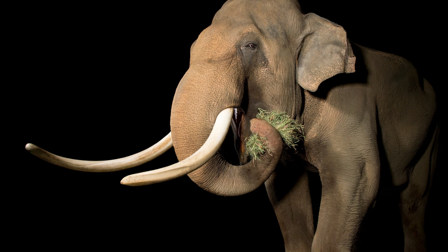 Top 10 Largest Land Animals in the World