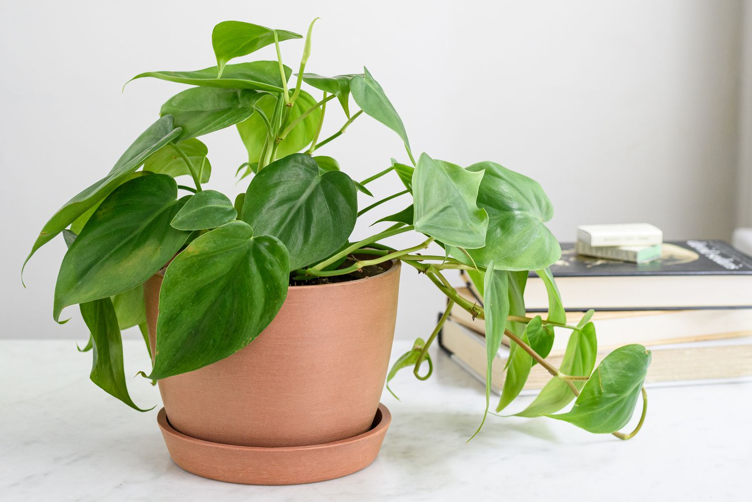 Philodendron Grow and Care: A Complete Guide