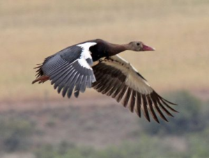 Top 10 fastest flying birds in the world