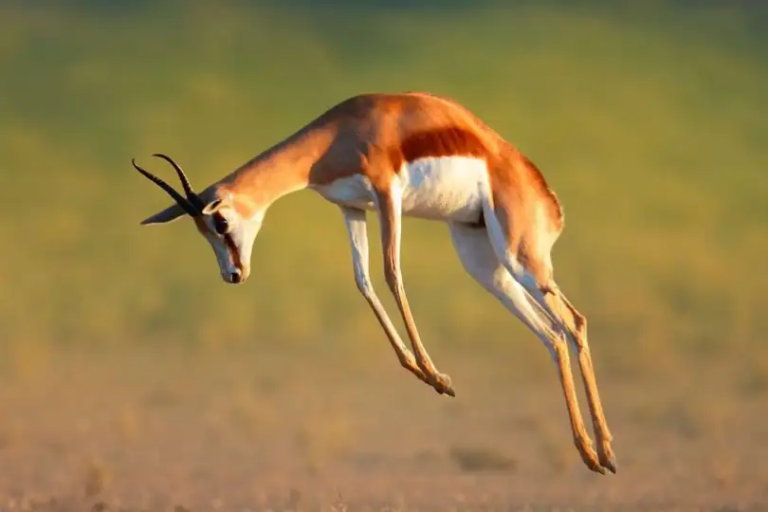 Top 10 Fastest Land Animals in the World