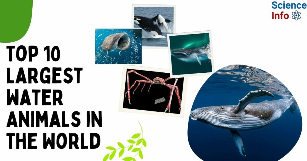 Top 10 Largest Water Animals in the World