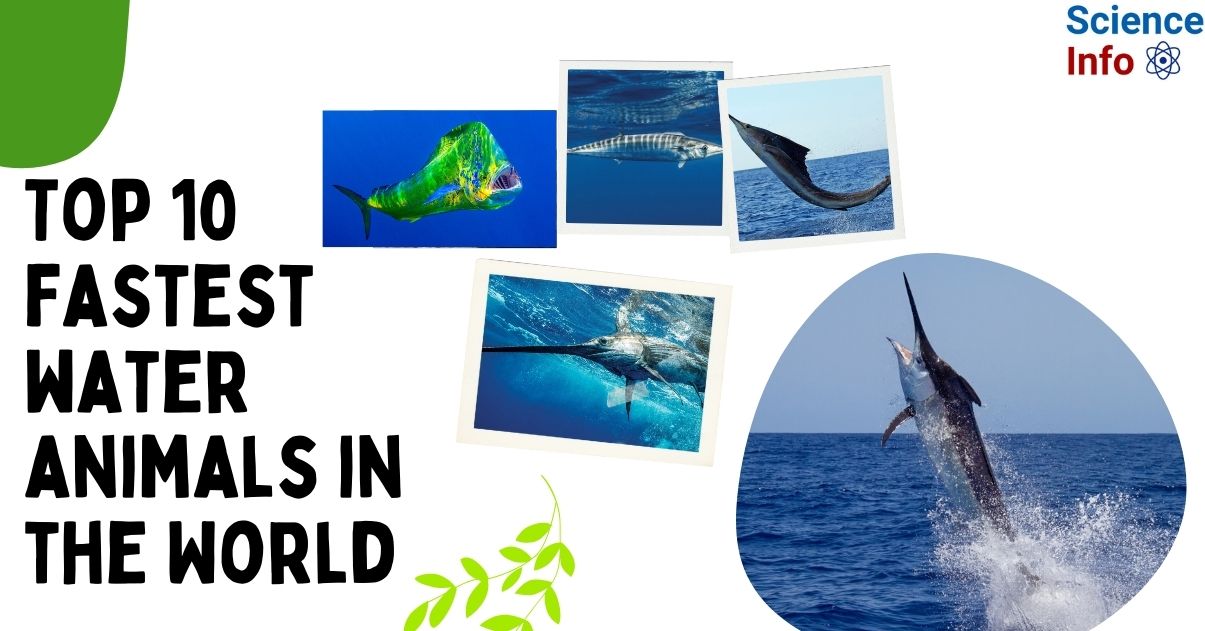 Fastest Animal In Water In The World