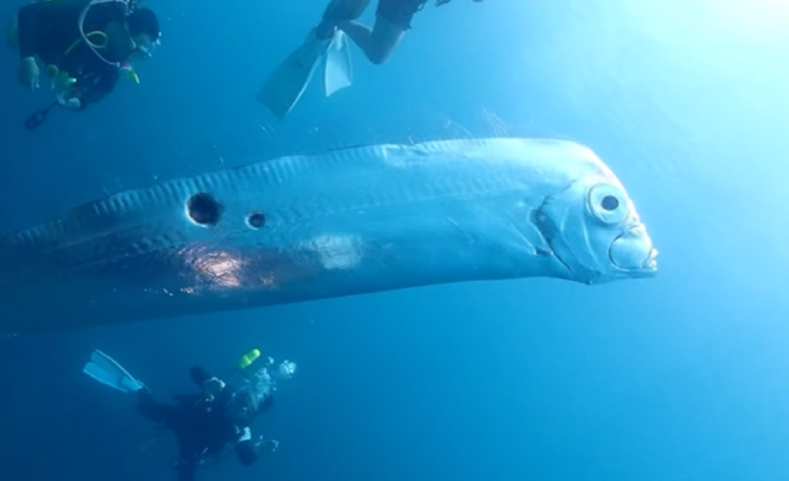 Top 10 Largest Water Animals in the World