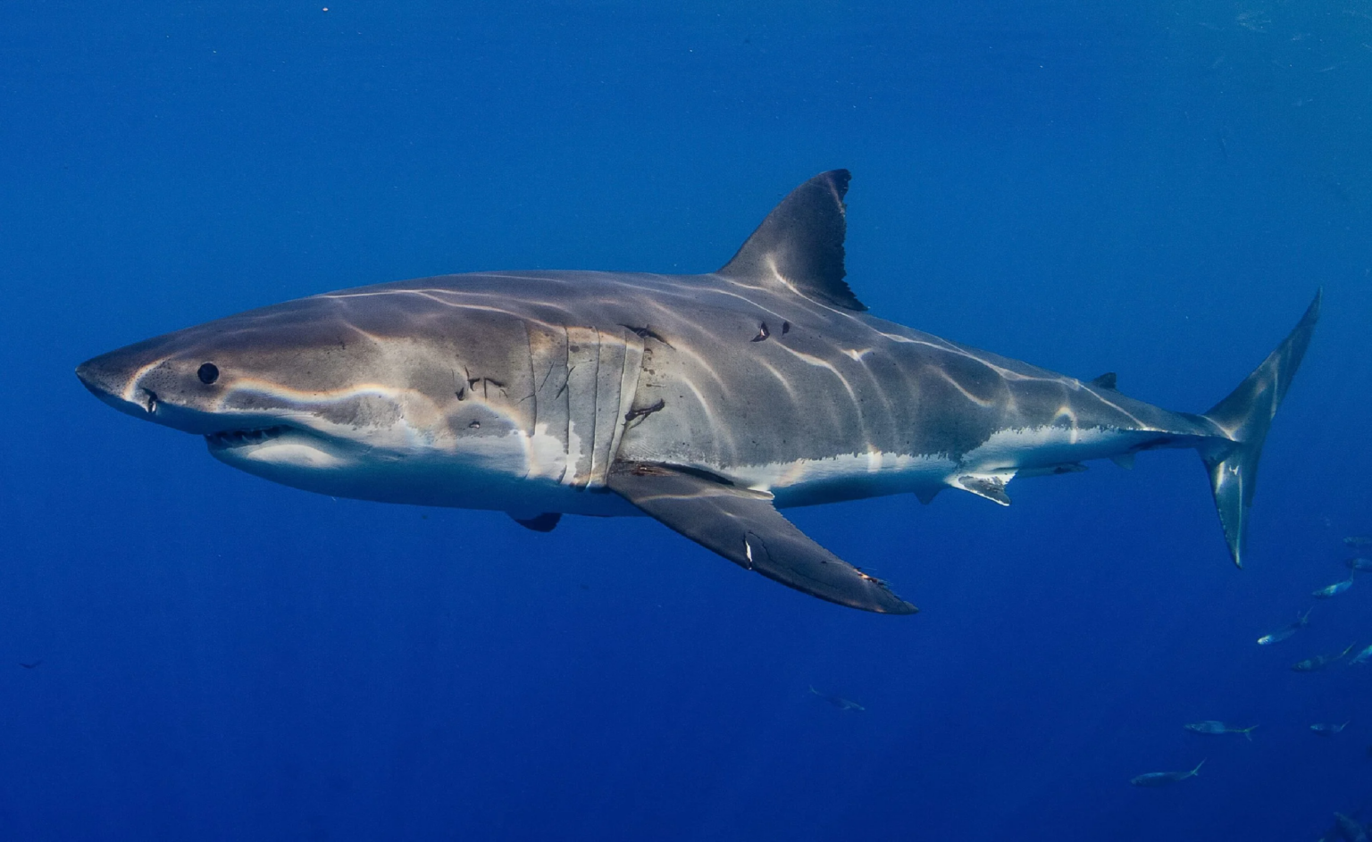 Top 10 Largest Water Animals in the World