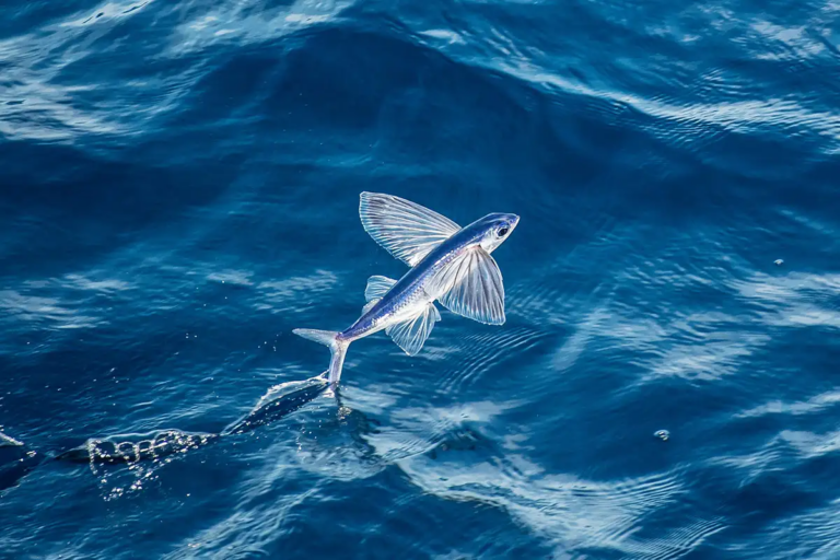 Top 10 Fastest Water Animals in The World