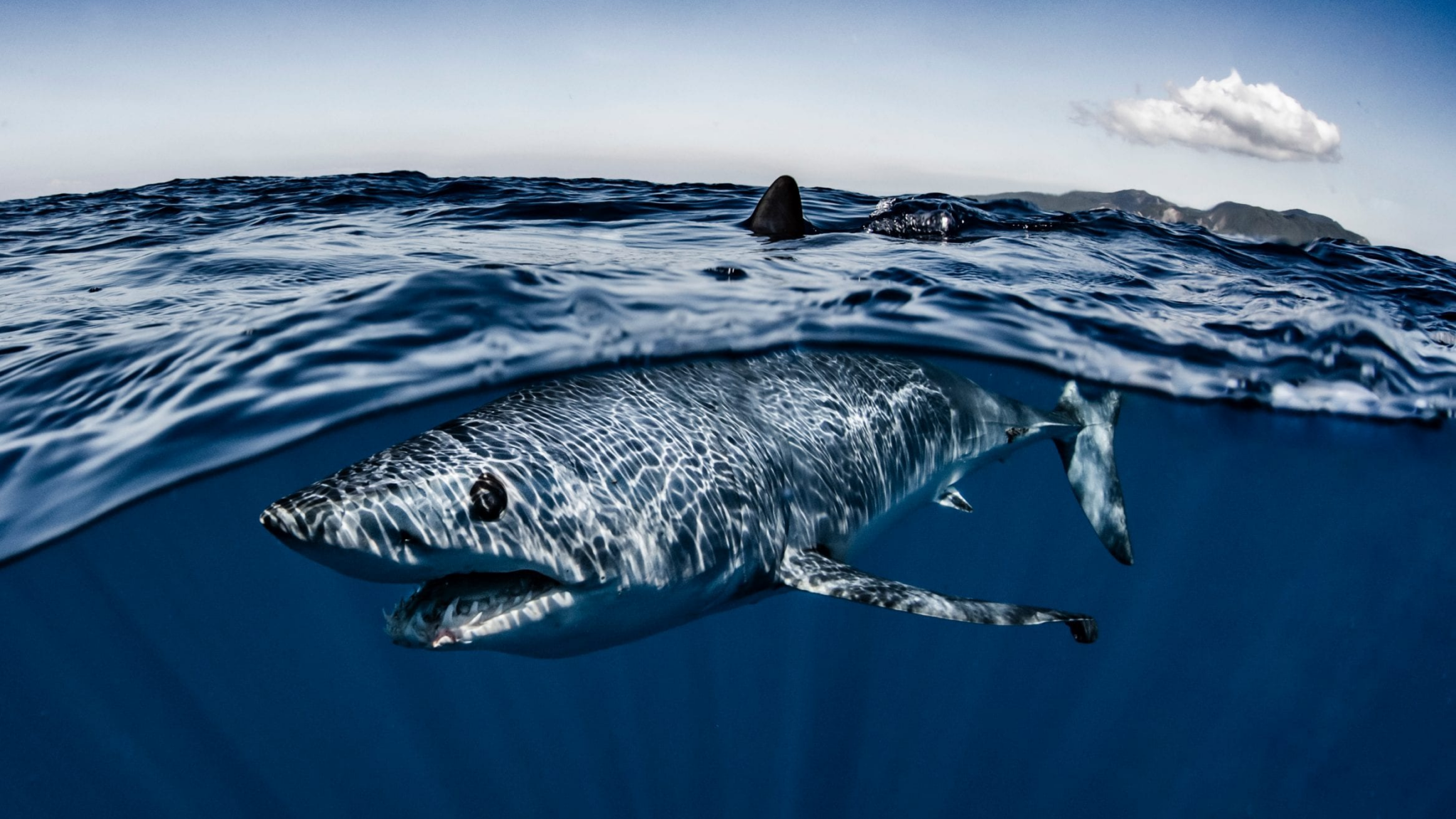 Top 10 Fastest Water Animals in The World