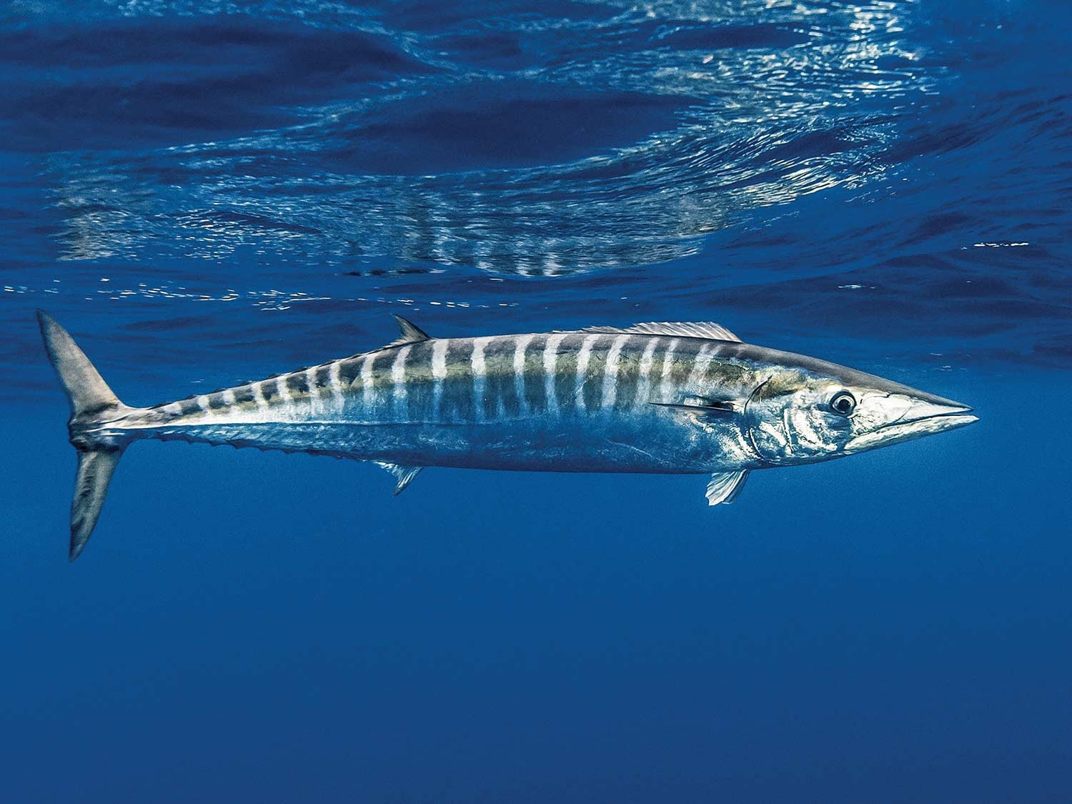 Top 10 Fastest Water Animals in The World