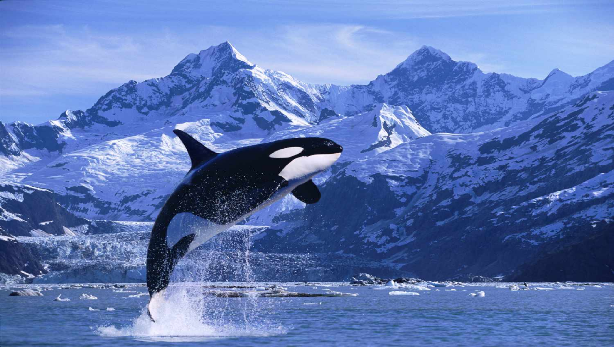 Top 10 Largest Water Animals in the World