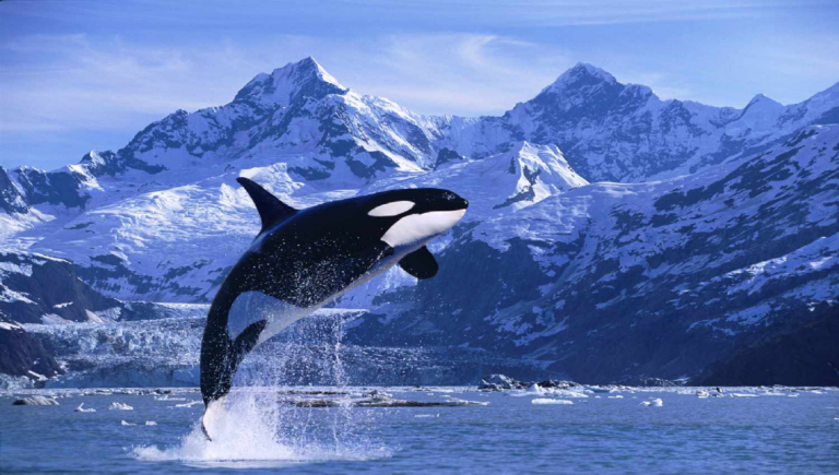 Top 10 Largest Water Animals in the World