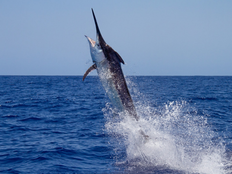 Top 10 Fastest Water Animals in The World