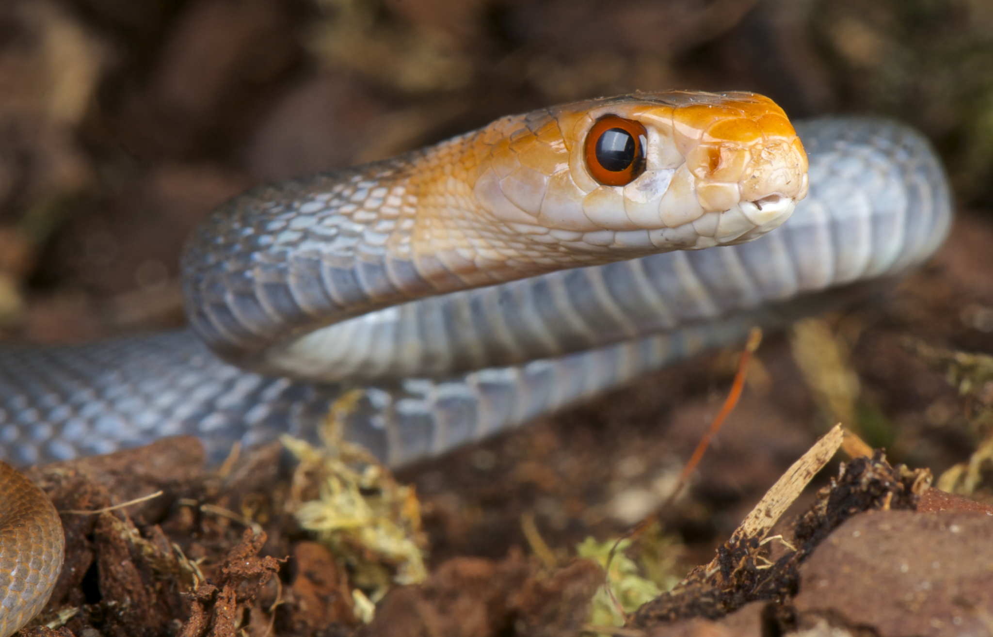Top 10 Poisonous Snakes in The World