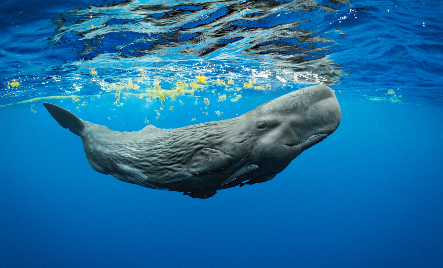 Top 10 Largest Water Animals in the World