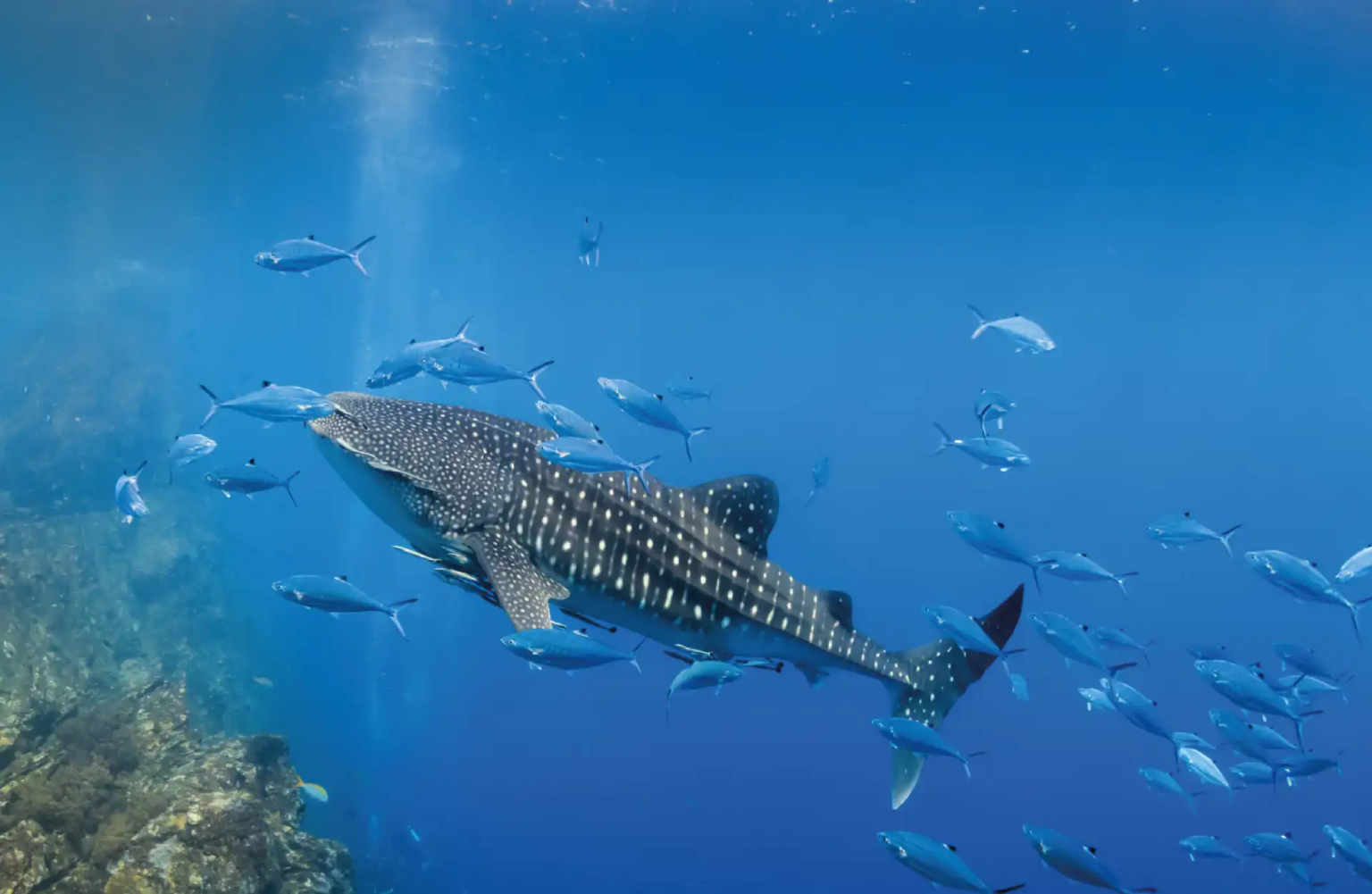 Top 10 Largest Water Animals in the World