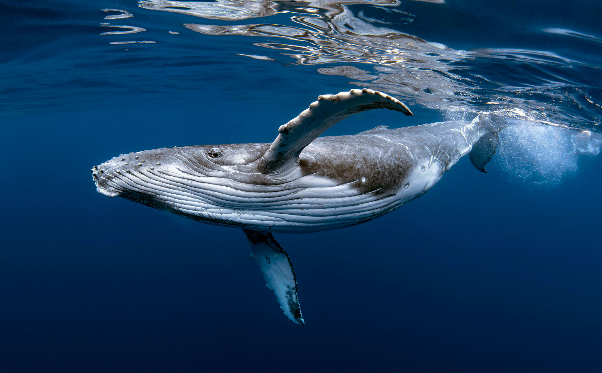 Top 10 Largest Water Animals in the World