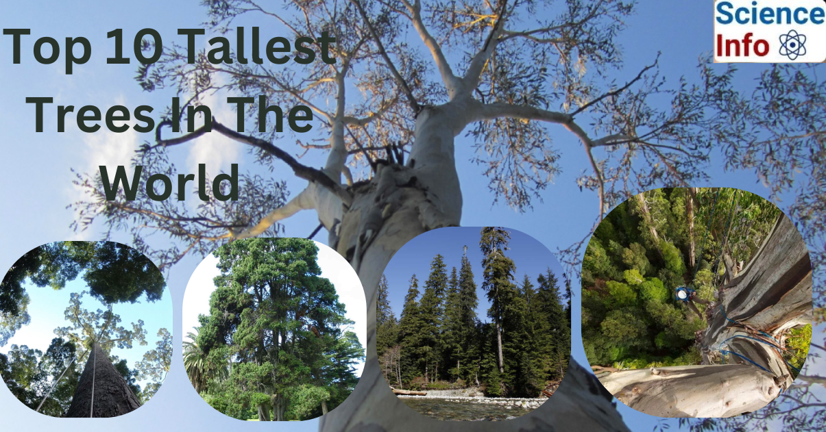 Top 10 Tallest Trees in The World