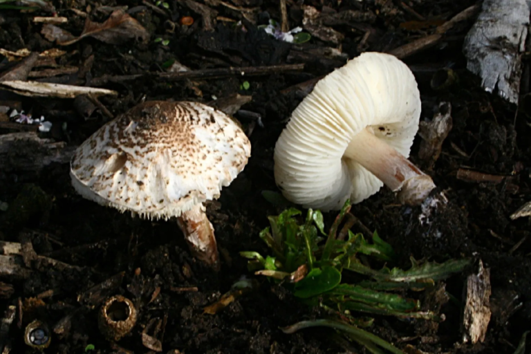 Top 10 Poisonous Mushrooms in The World
