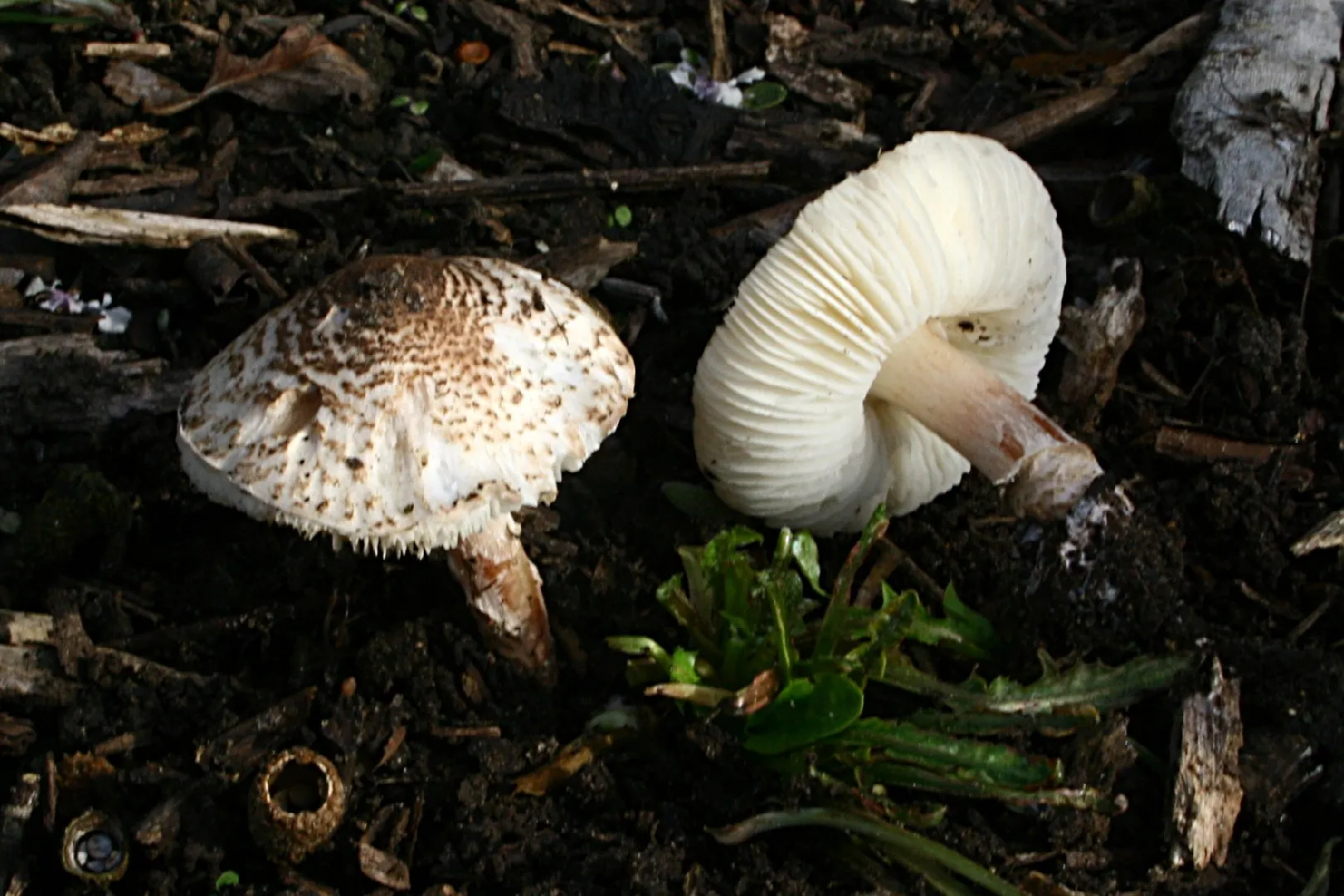 Top 10 Poisonous Mushrooms in The World